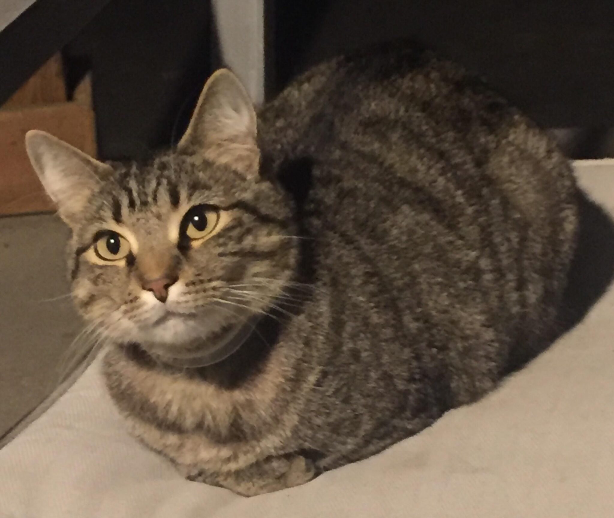 The Ultimate Guide to Tabi Cats: Everything You Need to Know About ...