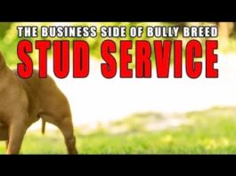 What Is A Stud Fee For Dogs: The Complete Guide to Breeding Costs in 2024