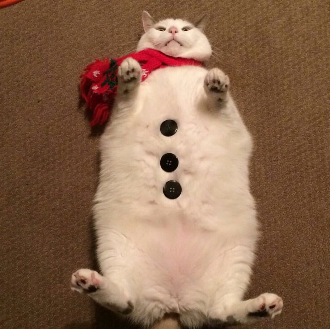 10 Adorably Cute Chubby Cat Breeds That Will Steal Your Heart