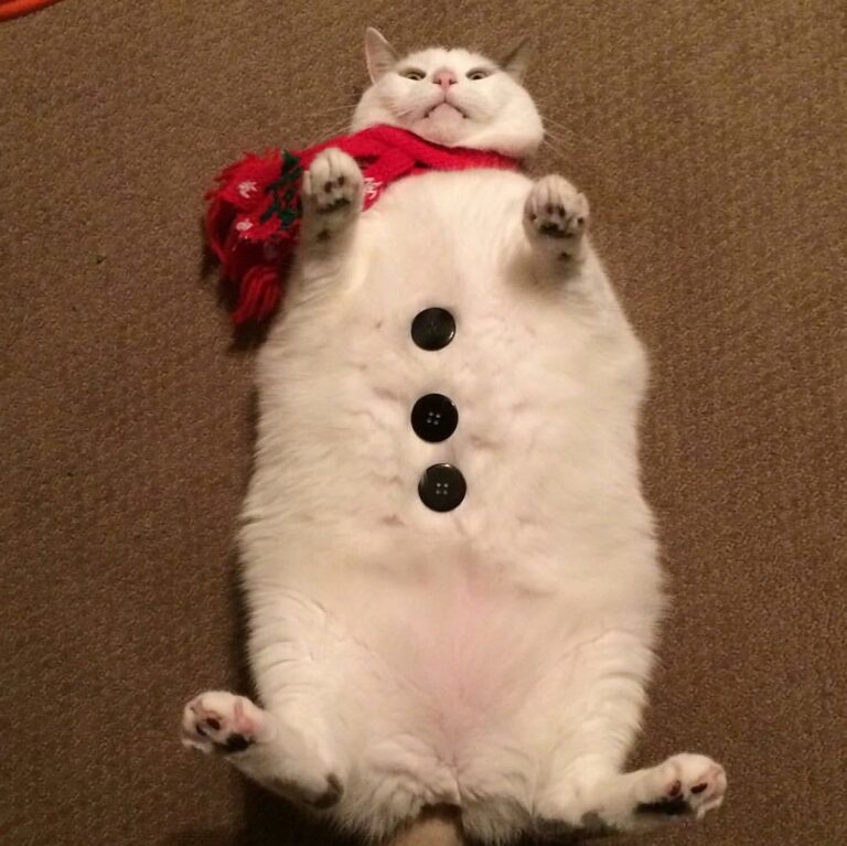 10 Adorably Cute Chubby Cat Breeds That Will Steal Your Heart